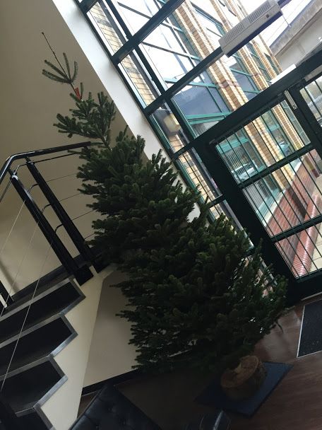 Christmas Trees Manchester | Fresh Nordmann Firs & Free Delivery