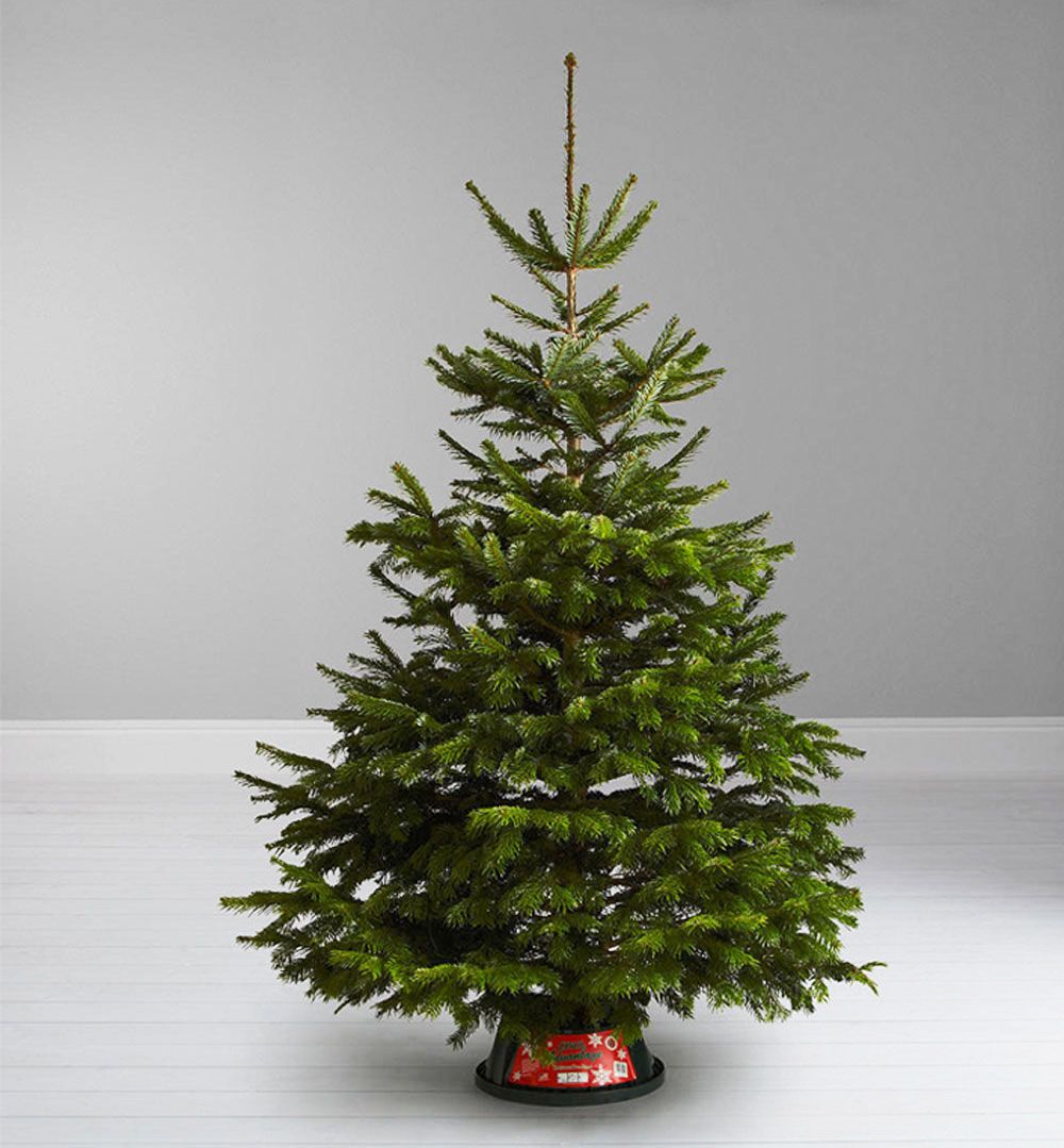 Real Christmas Trees Delivered Manchester | FREE Delivery – Christmas ...